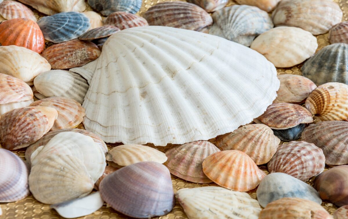 Muschelmuseum in Cuxhaven